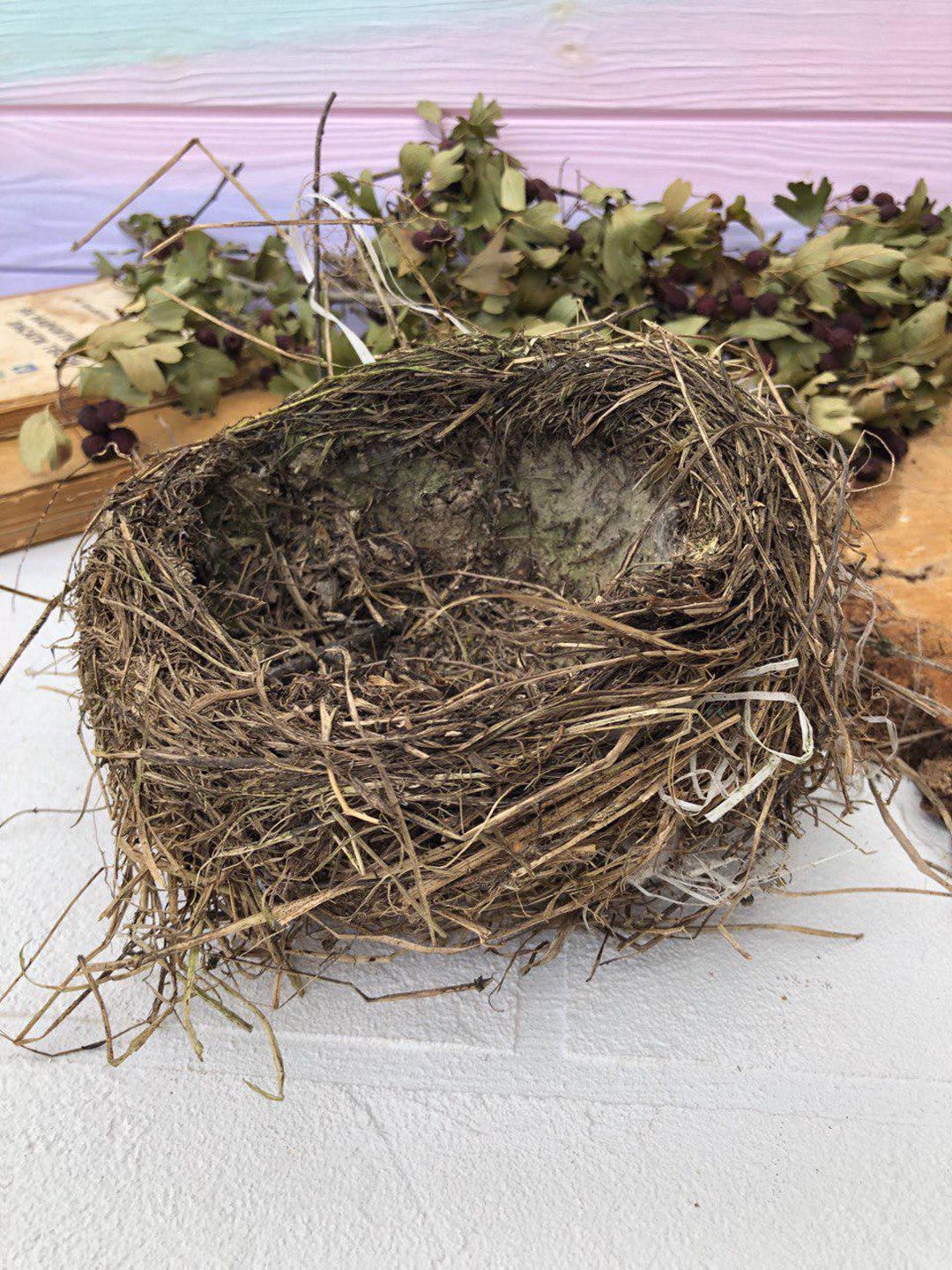 Authentic Bird Nest, Real Bird's Nests Natural Findings Natural Décor ...