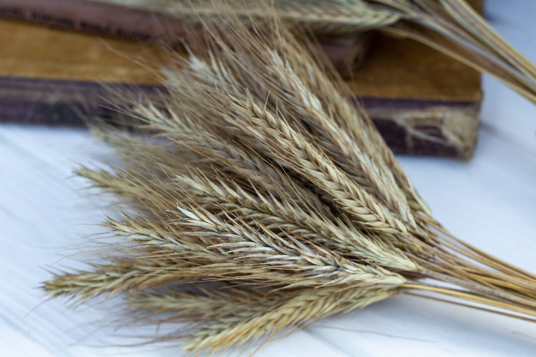 Dried Wheat, Natural Wheat, Dried Flowers Bouquet, Wheat Bouquet, Party ...