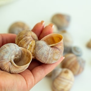 Set of 16 Land Snail Shells Natural for Craft, Art, Sea Theme ...