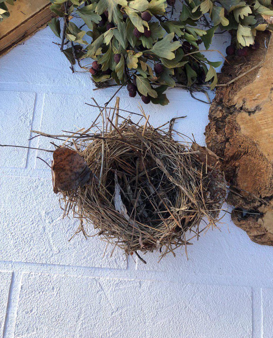 Authentic Bird Nest, Real Bird's Nests Natural Findings Natural Décor ...