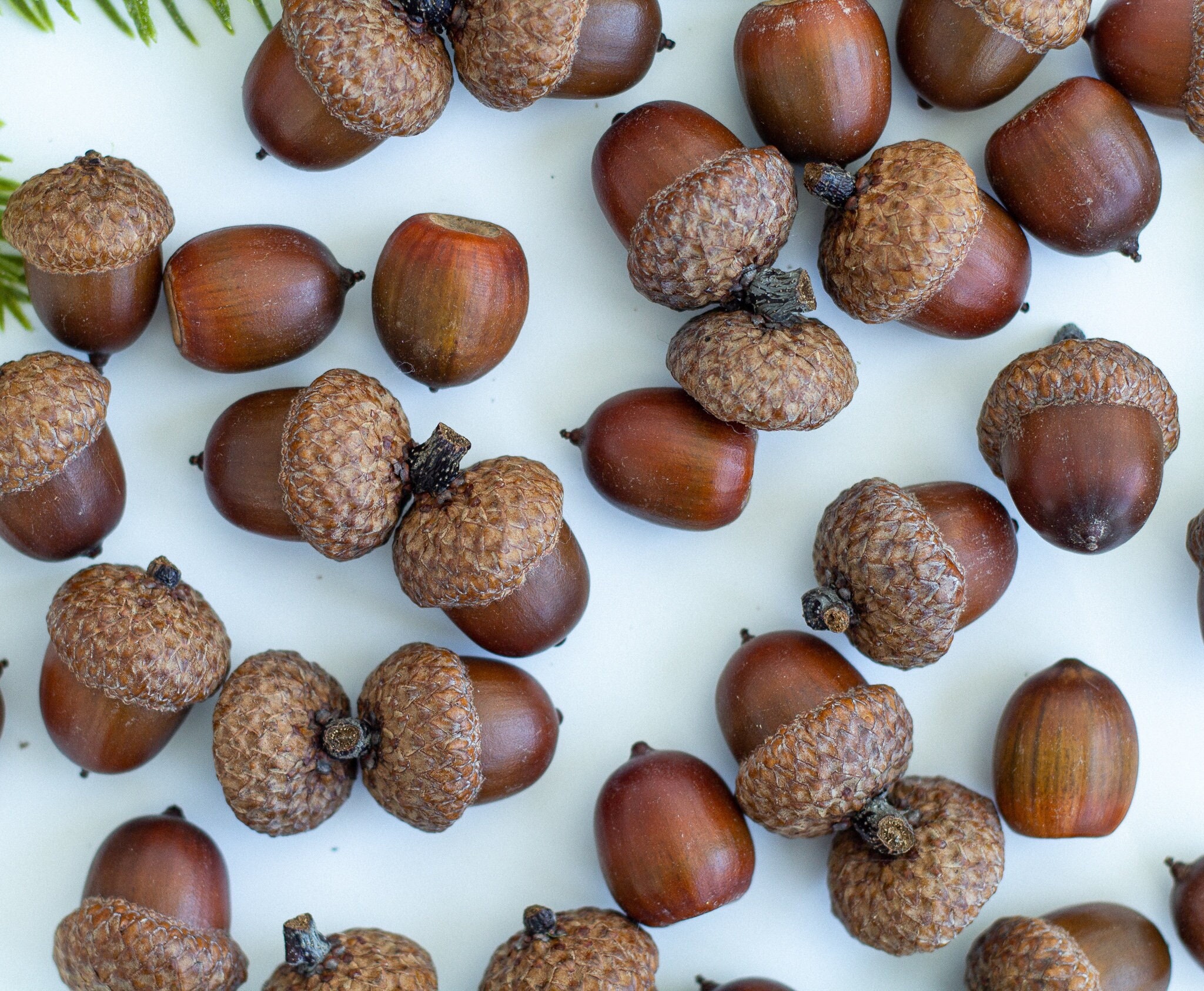 Large Natural Dried Acorns/ Set 50 Pcs/ Dried Acorns With Caps ...