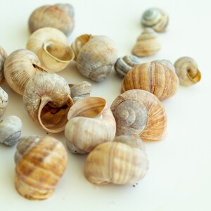Set of 16 Land Snail Shells Natural for Craft, Art, Sea Theme ...
