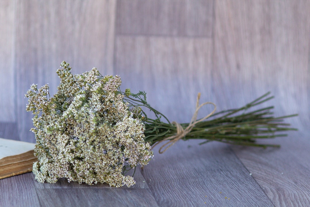White Yarrow Bunch, Dried White Yarrow, Dried Herbs Bunch, White Yarrow ...