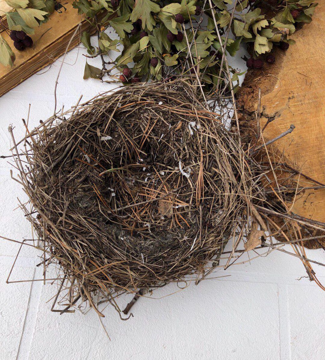 Authentic Bird Nest, Real Bird's Nests Natural Findings Natural Décor ...