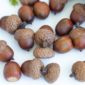 Large Natural Dried Acorns Dried Acorns With Caps, Christmas Decor, Dly ...