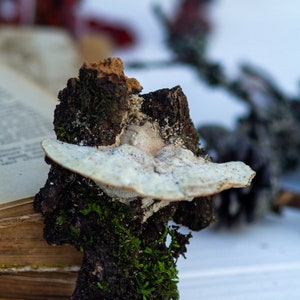 Large Box of Forest Finds Forest Decorations Forest Decoration Box ...