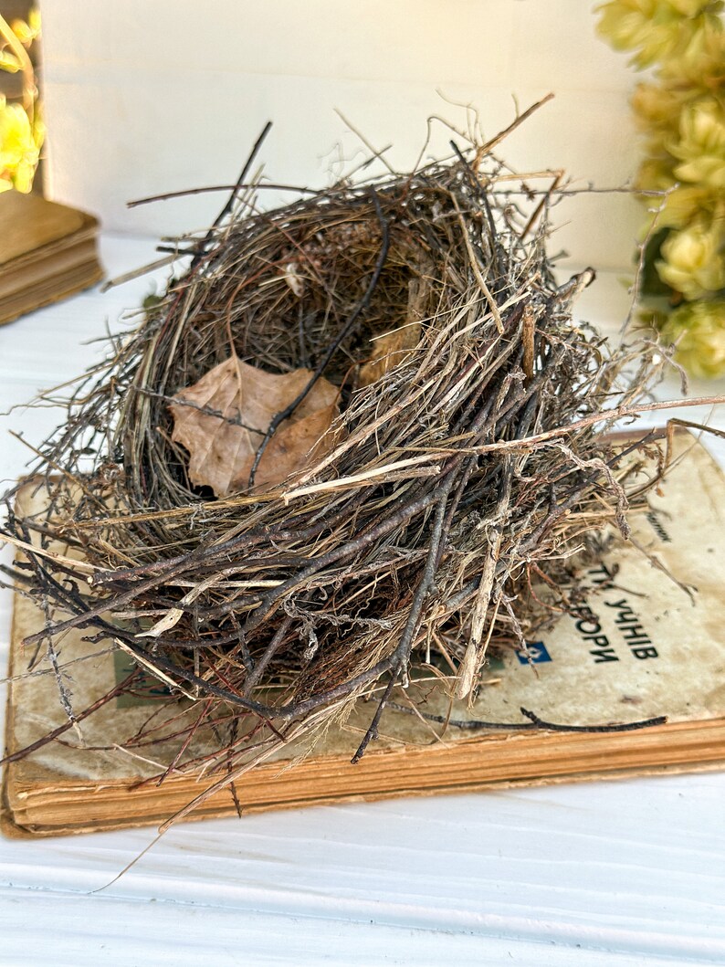 Authentic Bird Nest Real Bird's Nests Natural Findings - Etsy