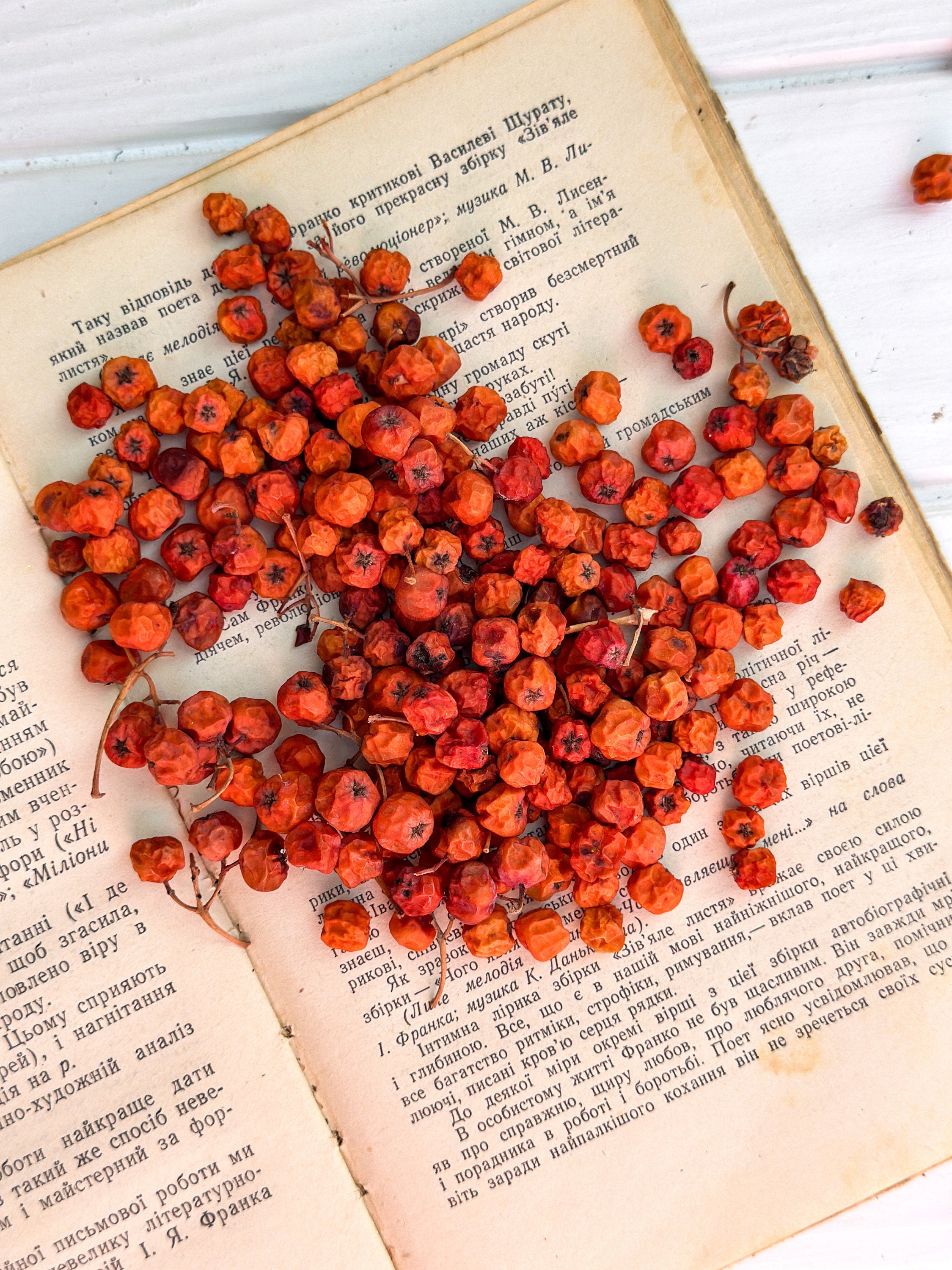 Dried Rowan Berries, Mountain Ash Berries sorbus Aucuparia, Naturally ...