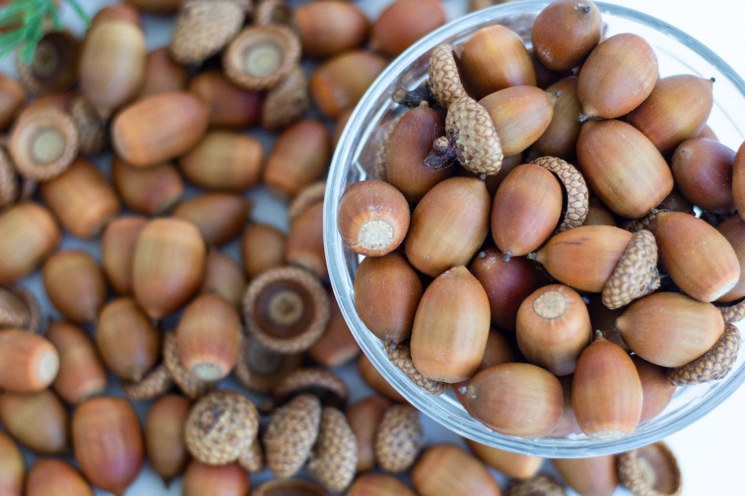 Dried Oak Acorns, Dried Acorns With Caps, Christmas Decor, Natural ...