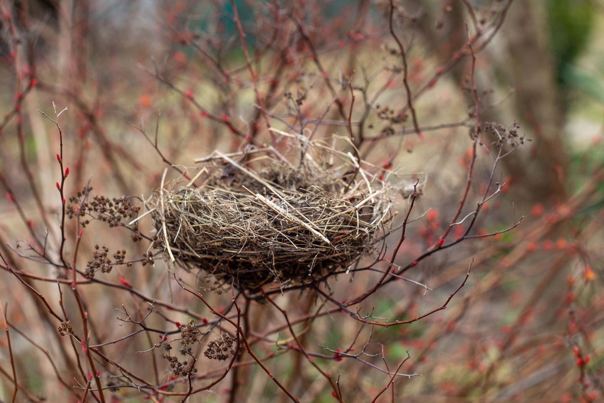 Authentic Bird Nest, Real Bird's Nests Natural Findings Natural Décor ...