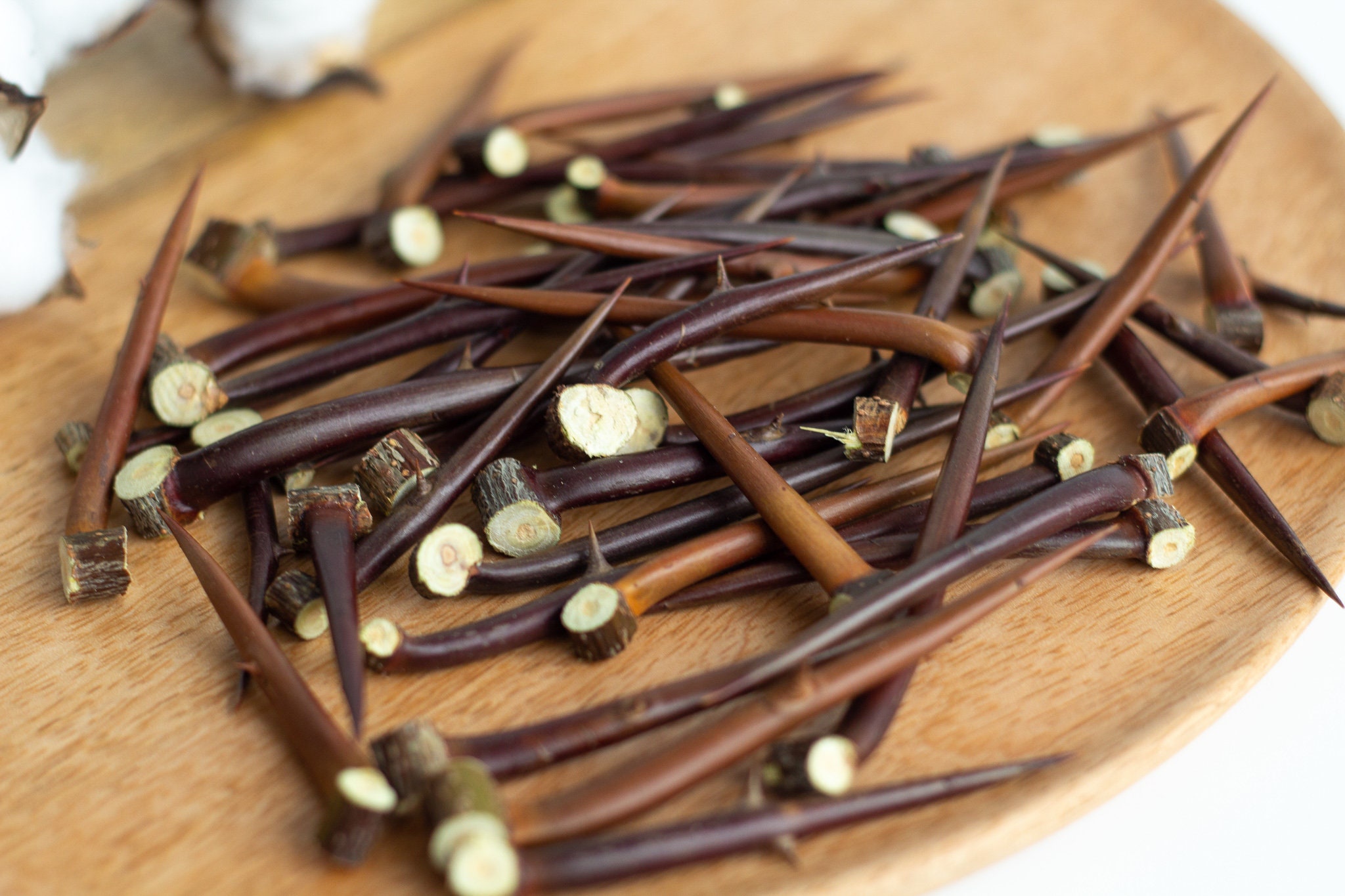 Dried Acacia Thorns Set of 12/20/40 Thorn Acacia Honey Locust - Etsy