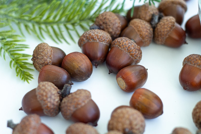 Large Natural Dried Acorns/ Set 50 Pcs/ Dried Acorns With Caps ...