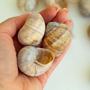 Set of 16 Land Snail Shells Natural for Craft, Art, Sea Theme ...