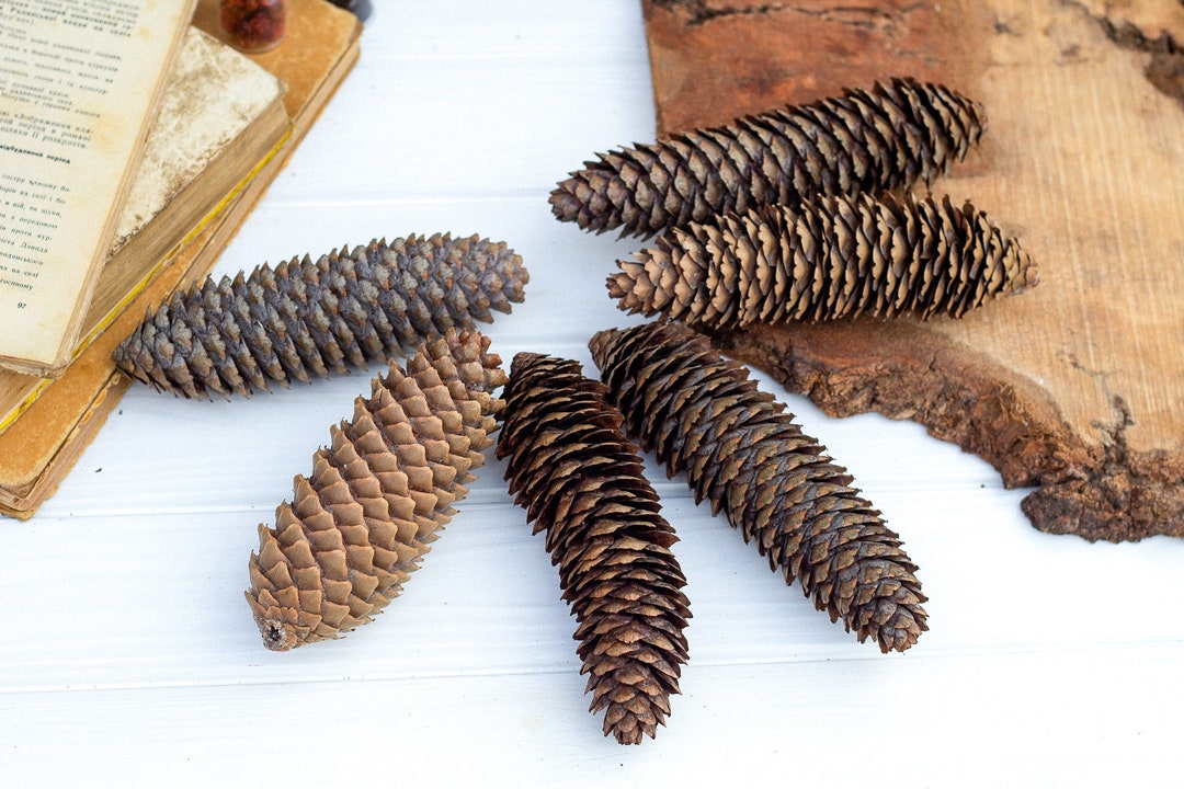 Dried Spruce Cones Set of 5/10/15, Different Sizes Dried Natural Pine ...