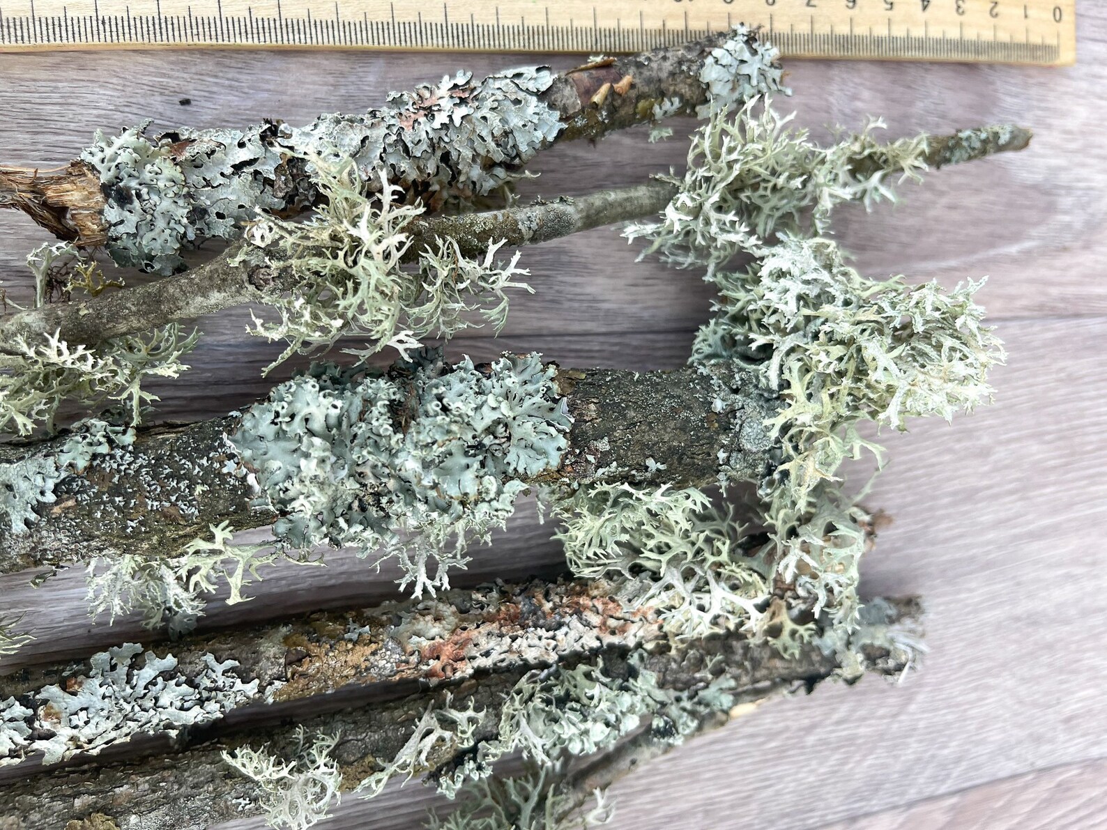 Gray Lichen Twigs 10 Pcs, Branch With Moss 10 Pieces Terrarium ...