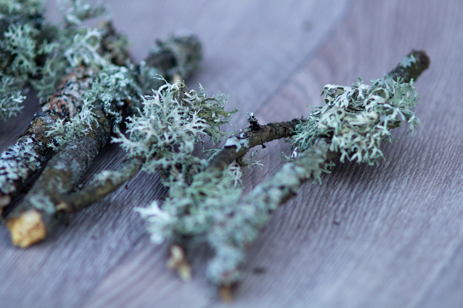 Gray Lichen Twigs 10 Pcs, Branch With Moss 10 Pieces Terrarium ...