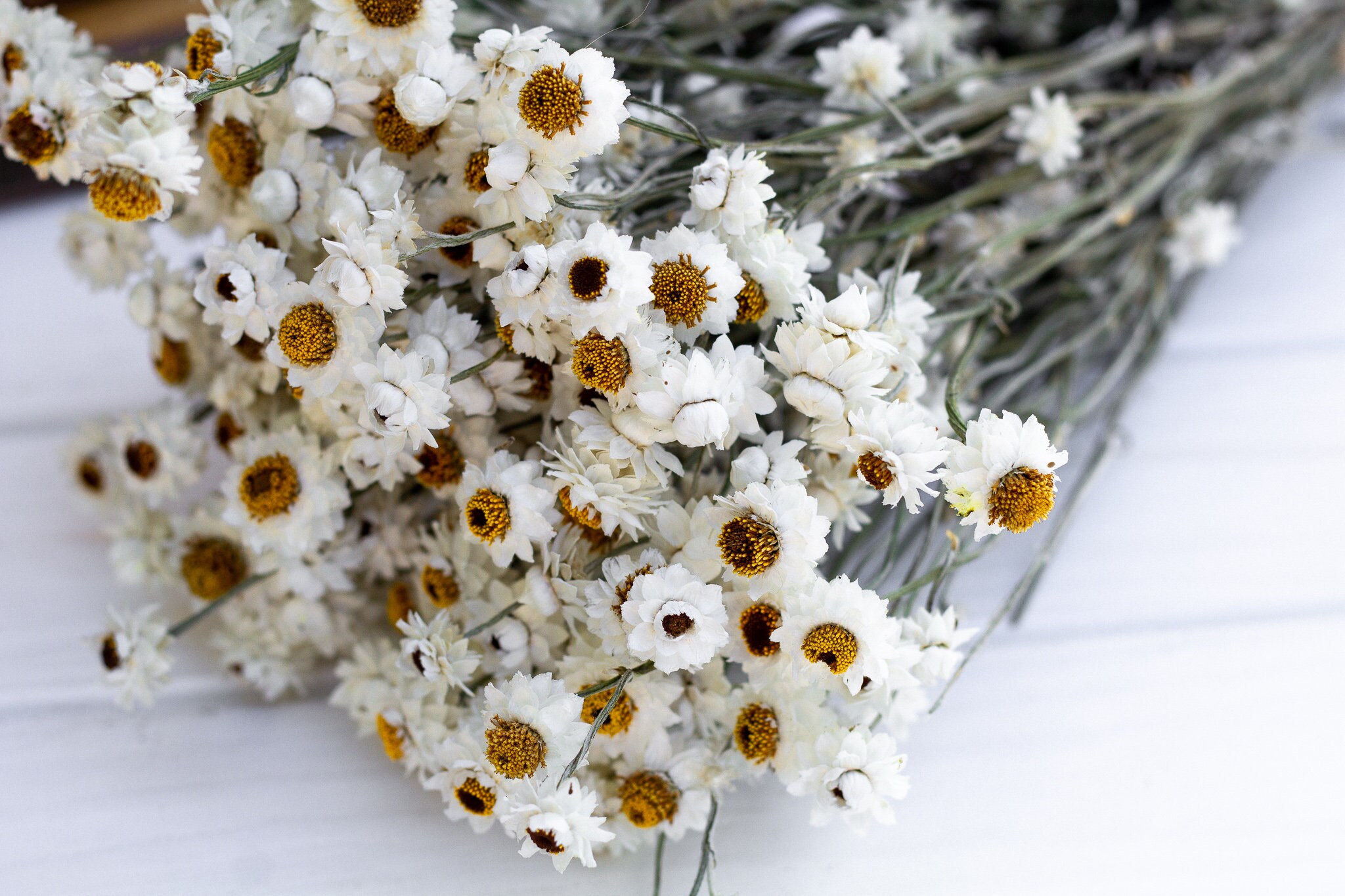 Dried White Helichrysum Dried Flower Bouquets Floral Wedding Decoration ...