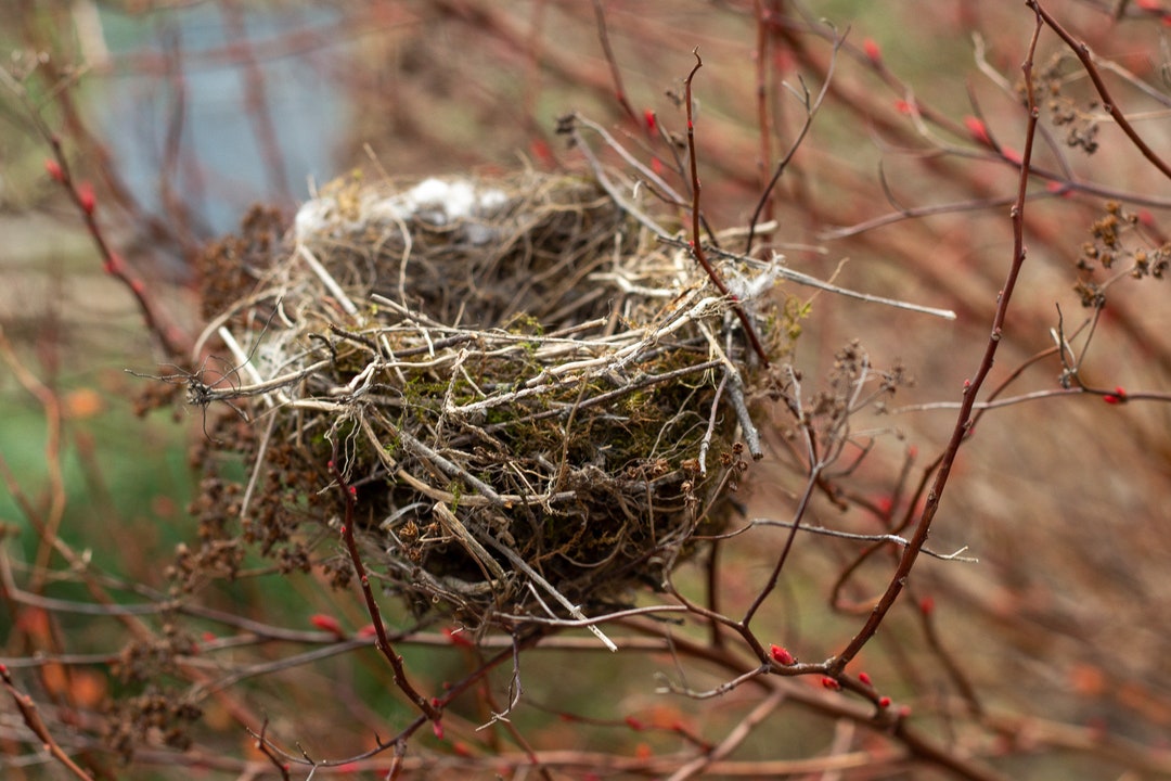 Authentic Bird Nest, Real Bird's Nests Natural Findings Natural Décor ...