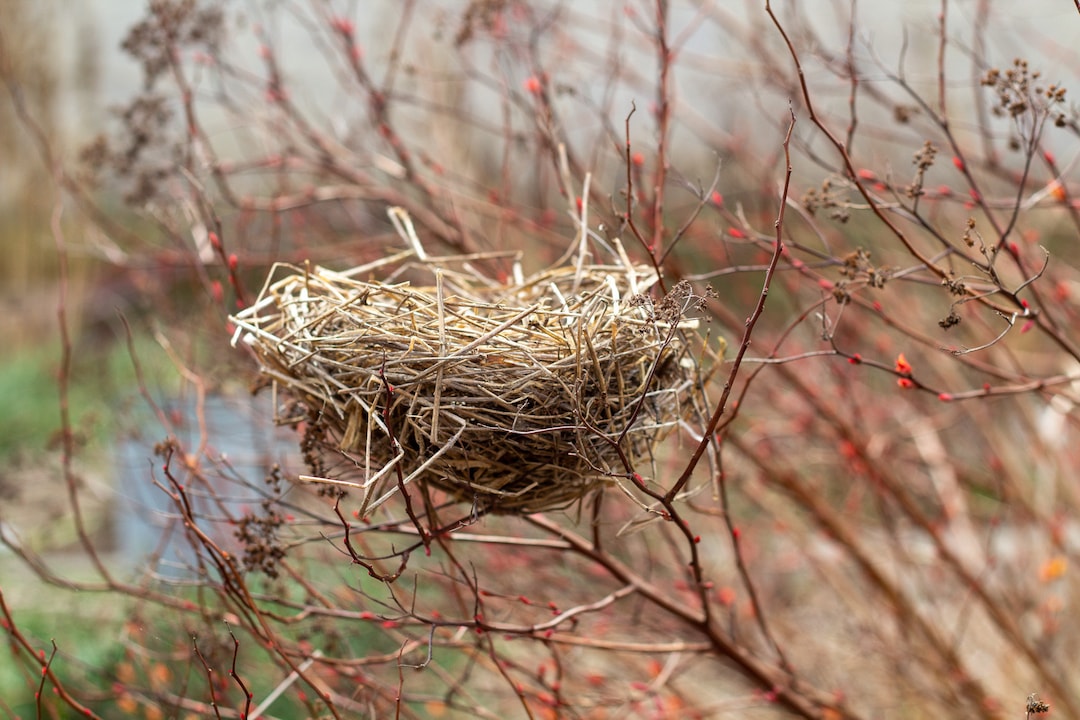 Authentic Bird Nest, Real Bird's Nests Natural Findings Natural Décor ...