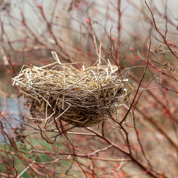 Real Birds Nest - Etsy
