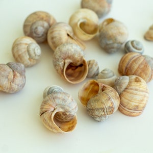 Set of 16 Land Snail Shells Natural for Craft, Art, Sea Theme ...