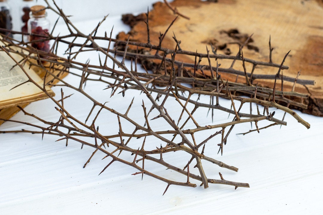 Wild Pear Branches With Thorns Set of 15, Wild Pear Sticks, Symbol of ...