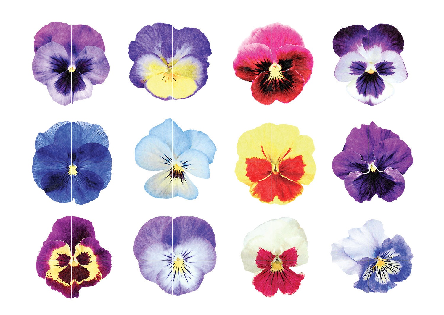 Pansies Clipart