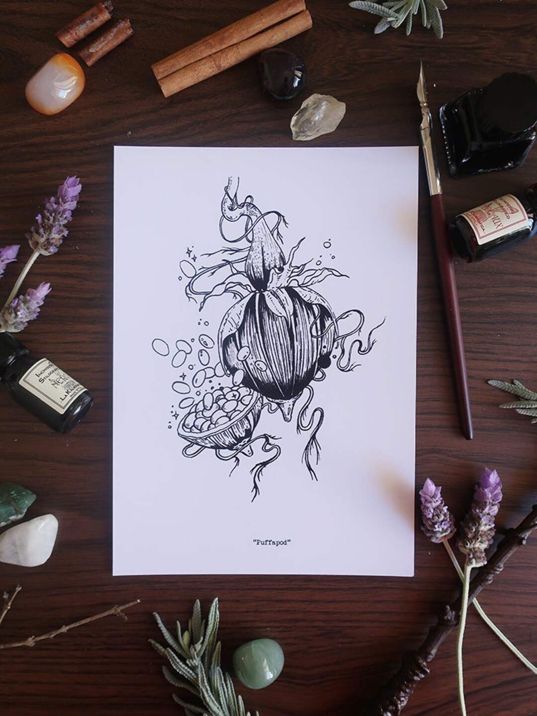 Herbology Puffapod Magical Plant Botanical Illustration Wizard - Etsy