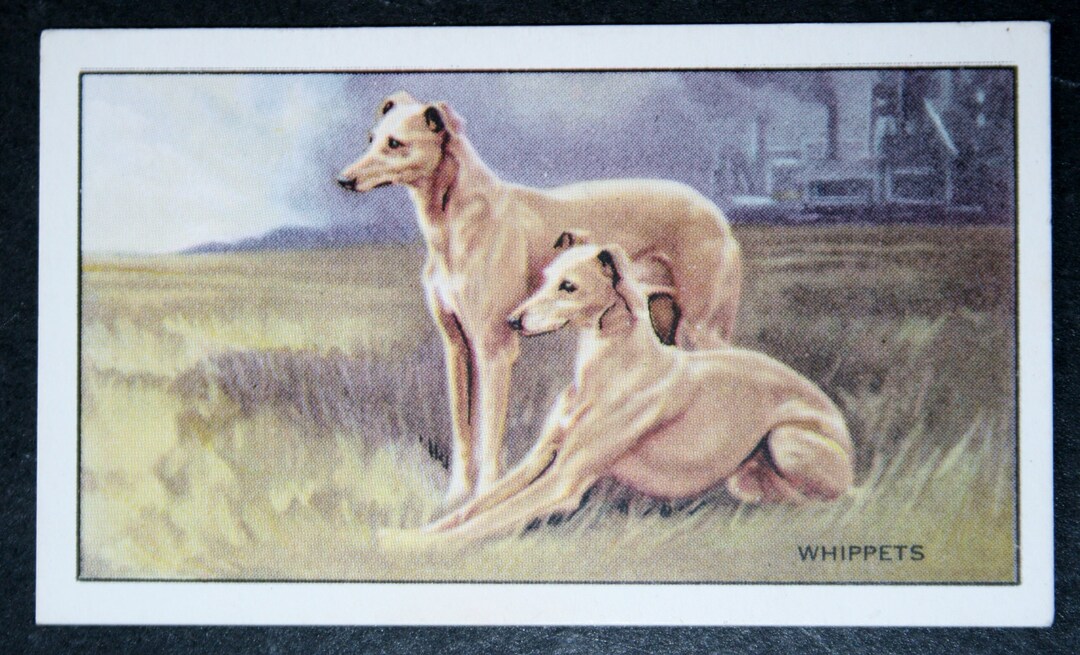 WHIPPET Original 1936 Vintage Illustrated Dog Card - Etsy
