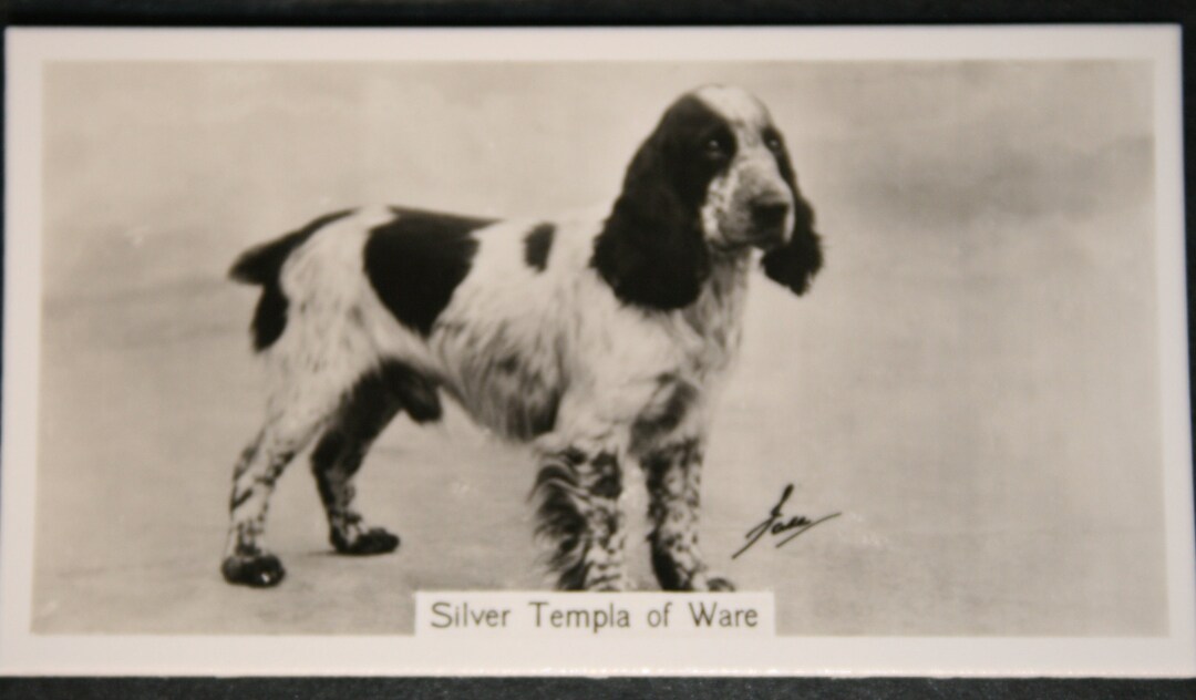 COCKER SPANIEL Show Champion Original 1930's Vintage Photocard - Etsy