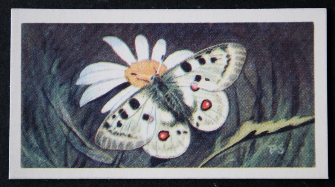 ALPINE APOLLO BUTTERFLY Original Vintage Colour Illustrated Small Card ...