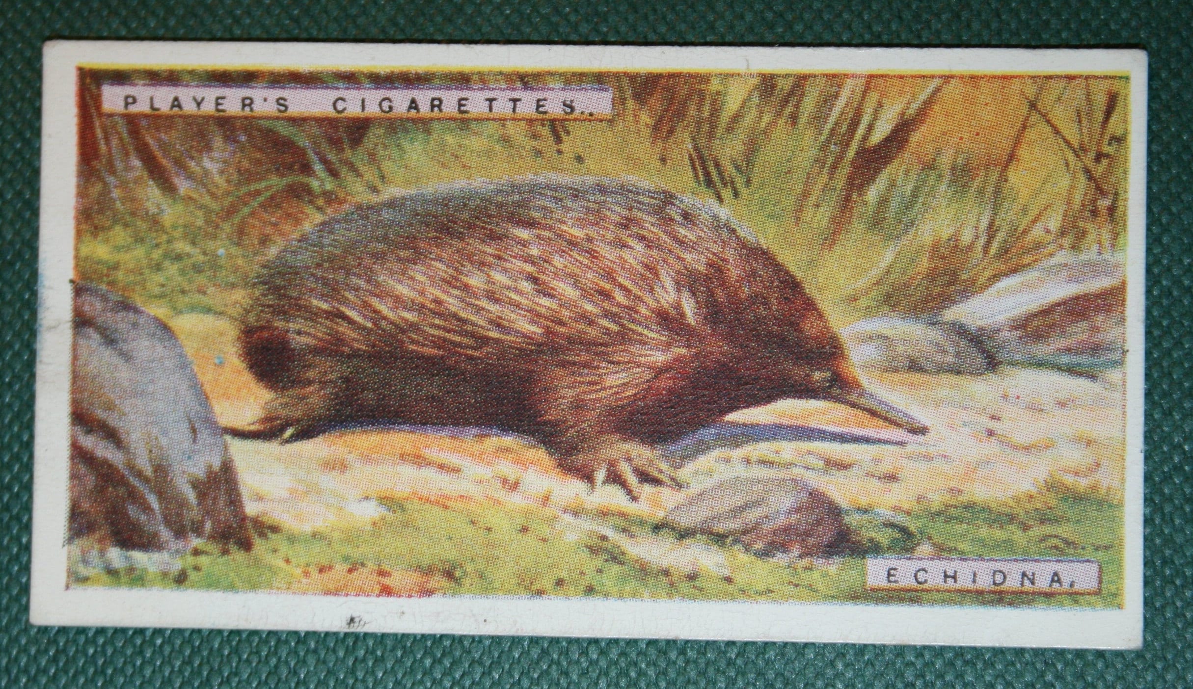 ECHIDNA Australian Spiny Ant-eater Vintage Wildlife Card - Etsy