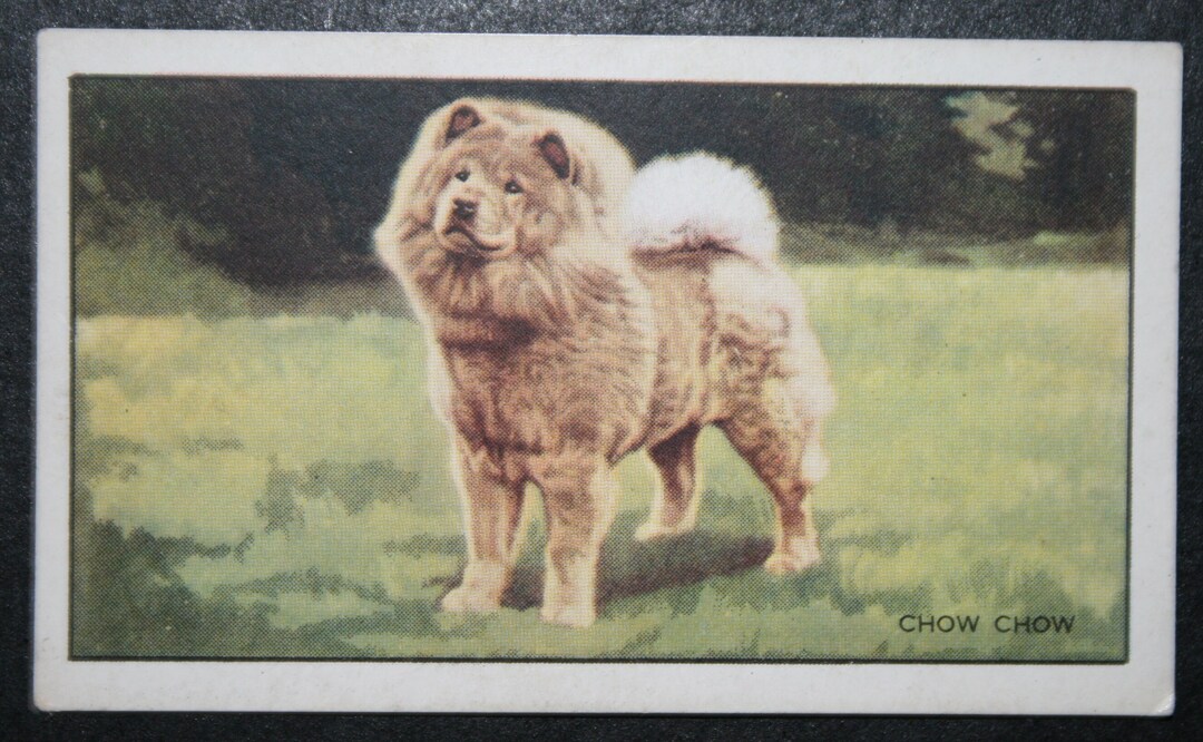 CHOW CHOW Original Vintage Illustrated Dog Card - Etsy
