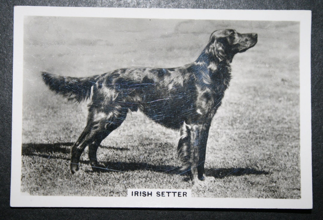 IRISH SETTER Vintage 1939 Photocard - Etsy