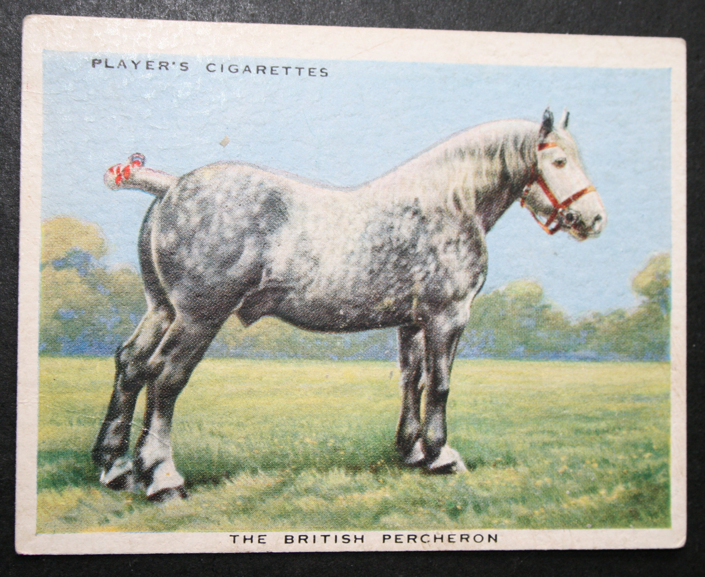 BRITISH PERCHERON HORSE vintage Illustrated Card Unframed - Etsy France