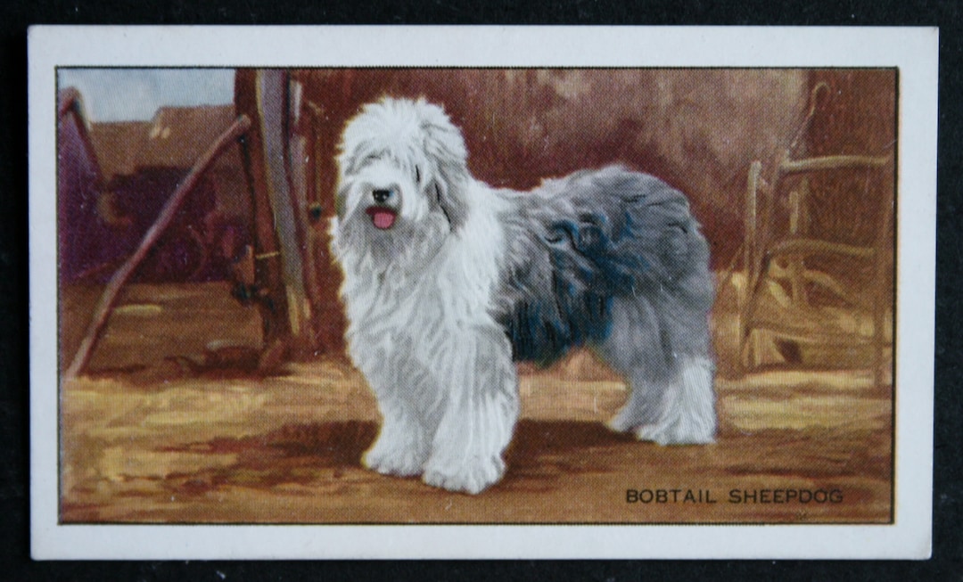 OLD ENGLISH SHEEPDOG Bobtail Original 1936 Vintage Illustrated Card - Etsy