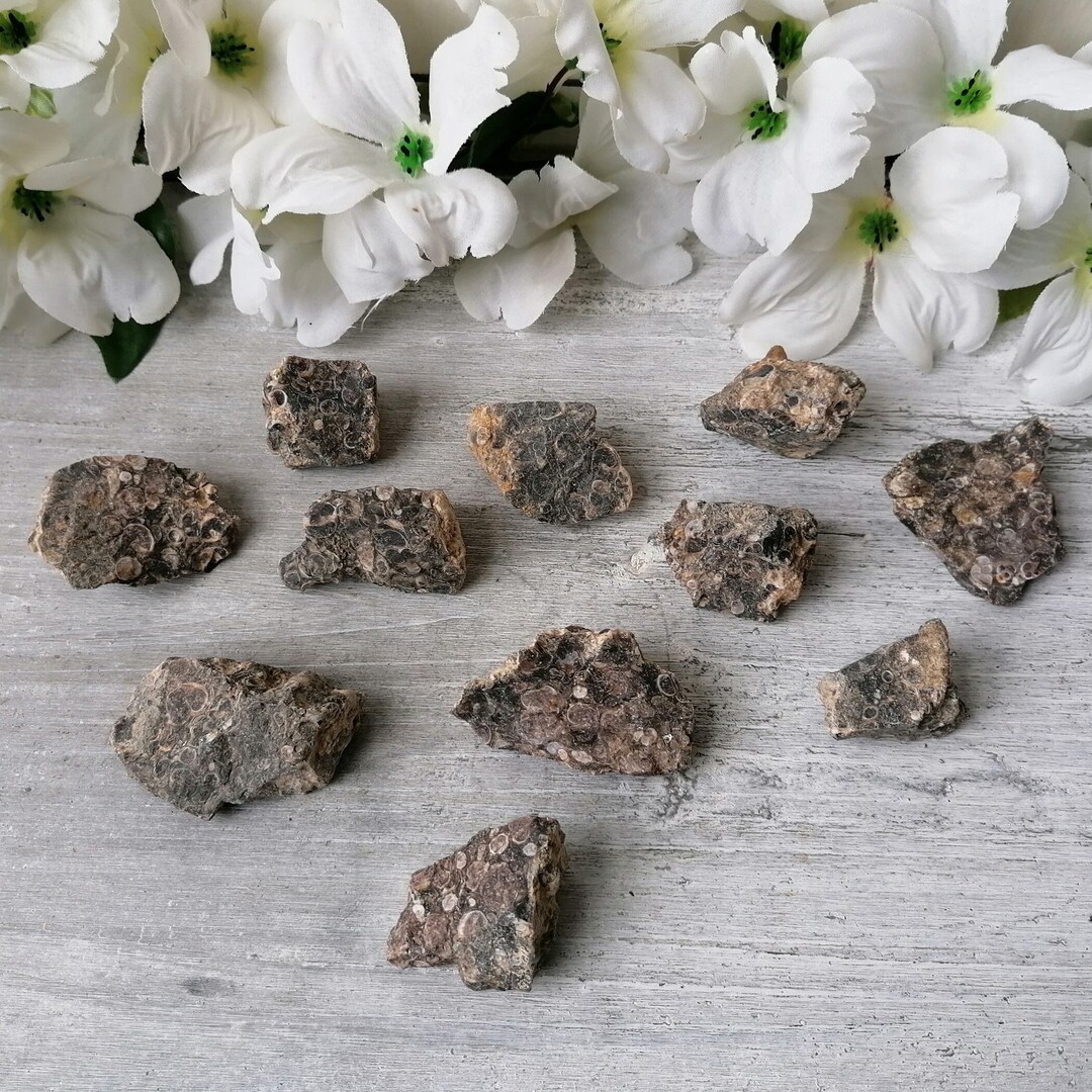 Raw Turritella Agate Rough Turritella Agate Turritella Agate Specimen ...