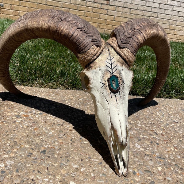 Real Animal Skull - Etsy