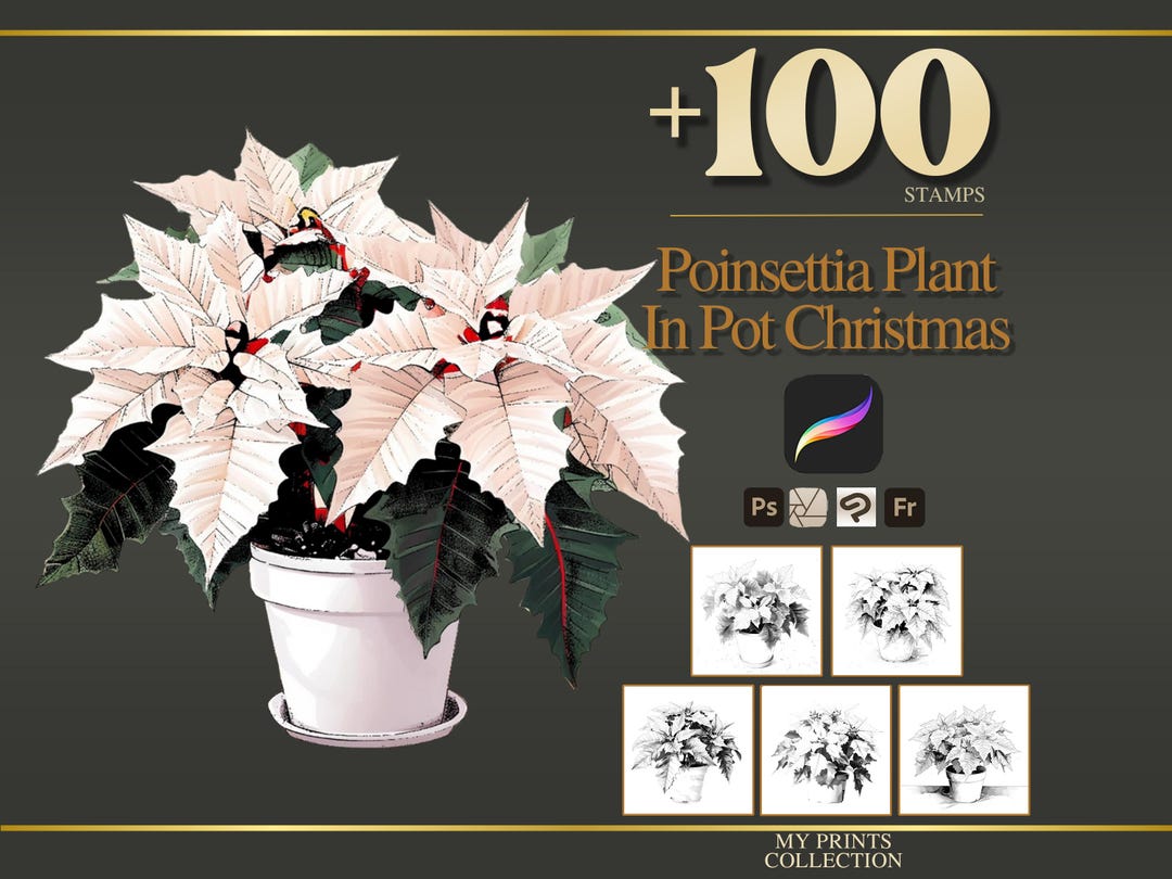 Poinsettia Plant in Pot Christmas Procreate Stamps & Photoshop Brushes ...