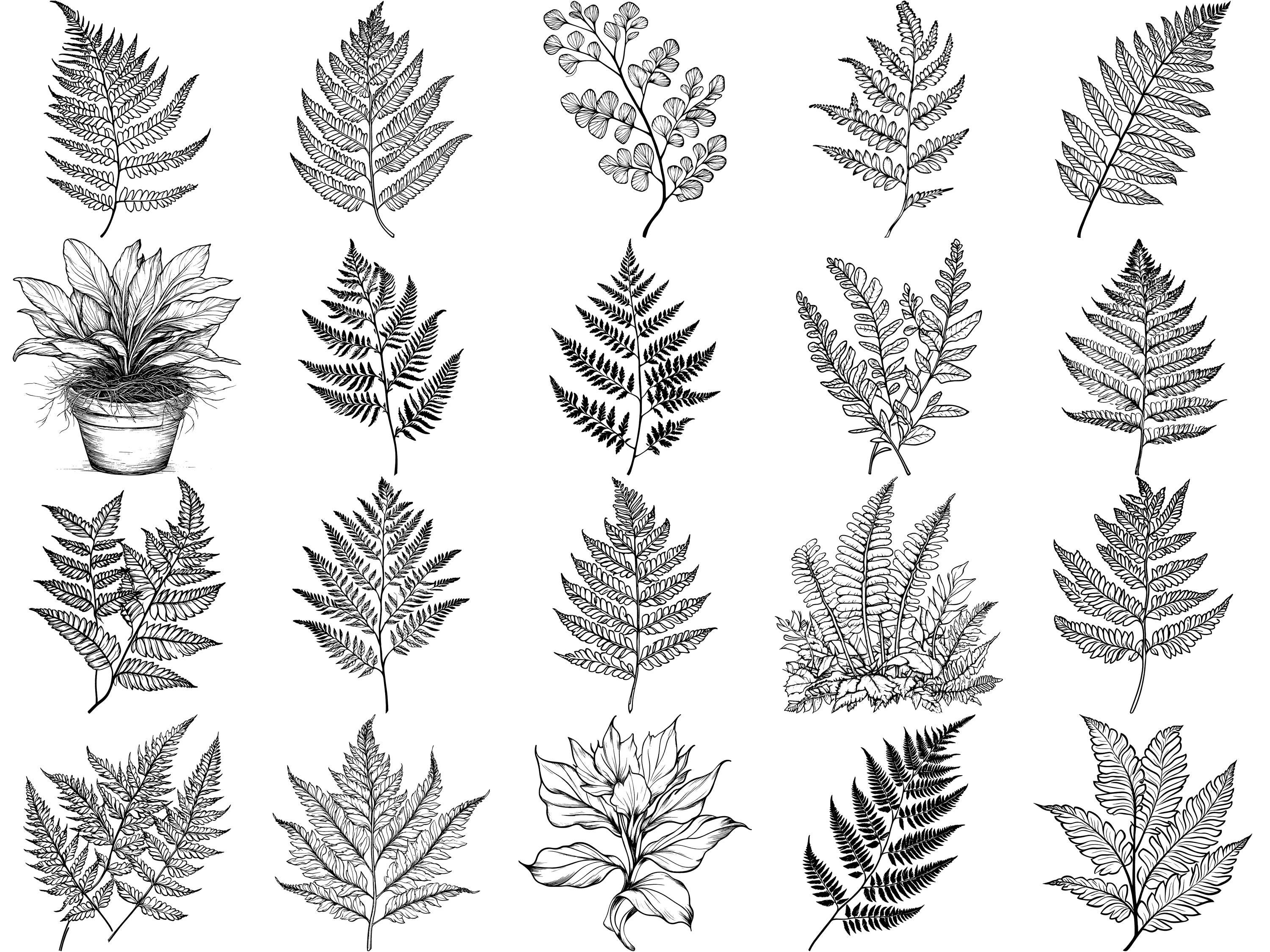 Fern Plants Realistic PNG Bundle – 100+ Cricut & Silhouette Files, SVG ...