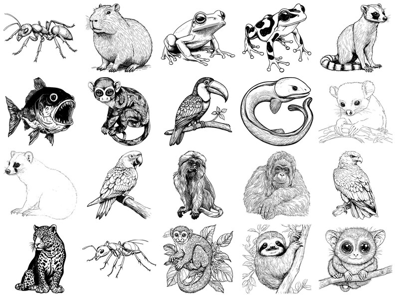 Rainforest Realistic Animals Procreate Stamps & Photoshop Brushes – 100 ...