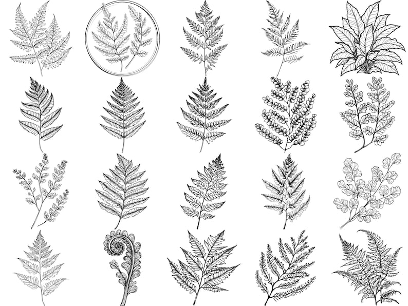Fern Plants Realistic Procreate Stamps & Photoshop Brushes – 100 ...