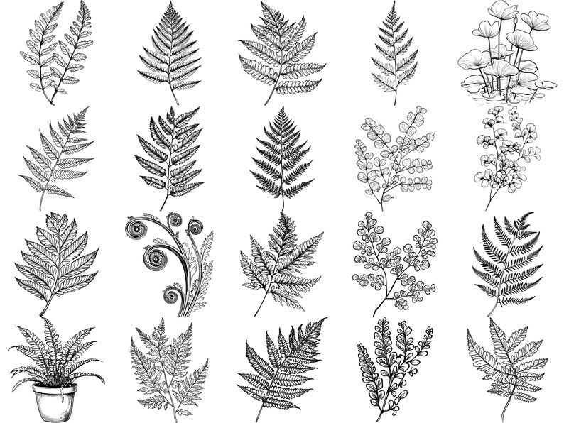 Fern Plants Realistic Procreate Stamps & Photoshop Brushes – 100 ...