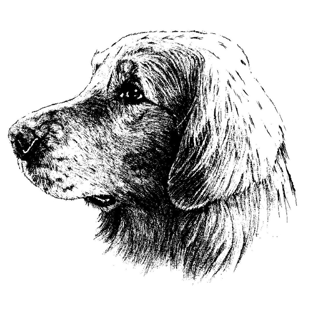 Golden Retriever Transparent .png - Etsy