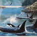 New "killer Whales" Art Card by Artist Lissa Calvert 6"x9" Made in ...