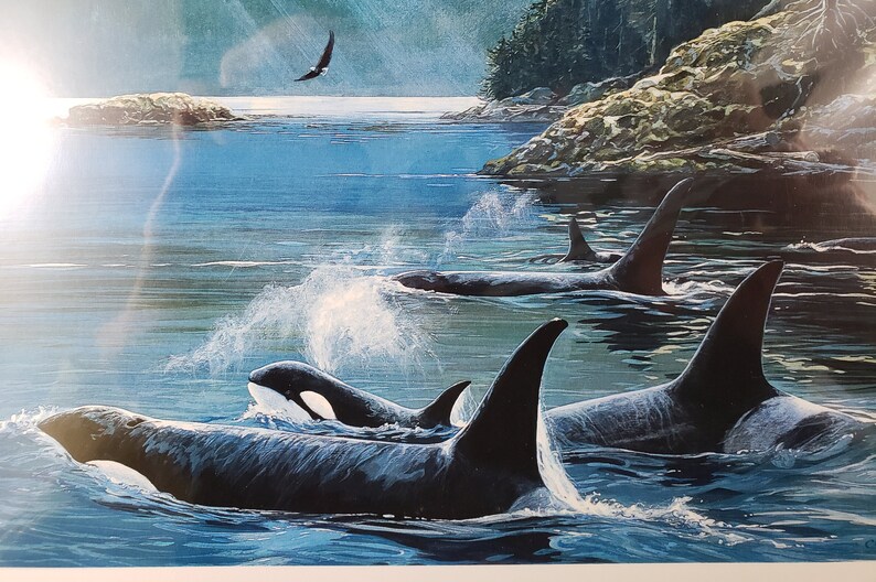 New "killer Whales" Art Card by Artist Lissa Calvert 6"x9" Made in ...