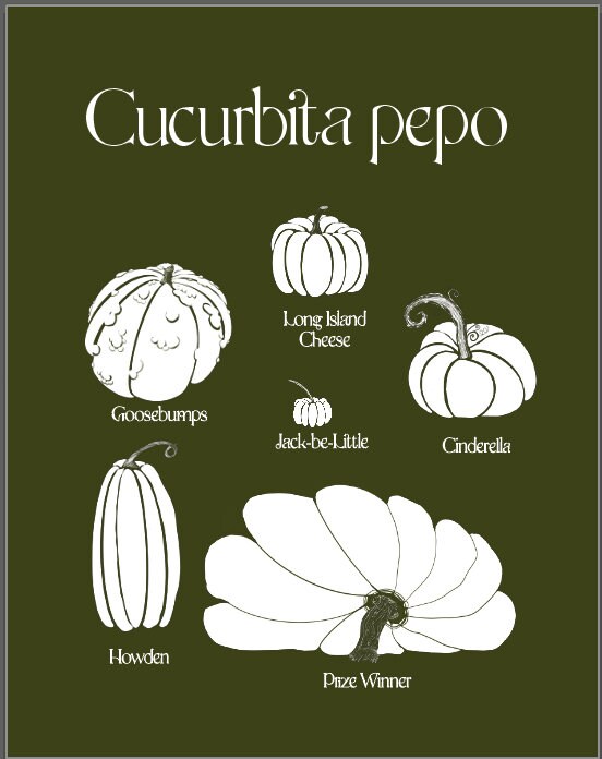 Cucurbita Pepo Pumpkin