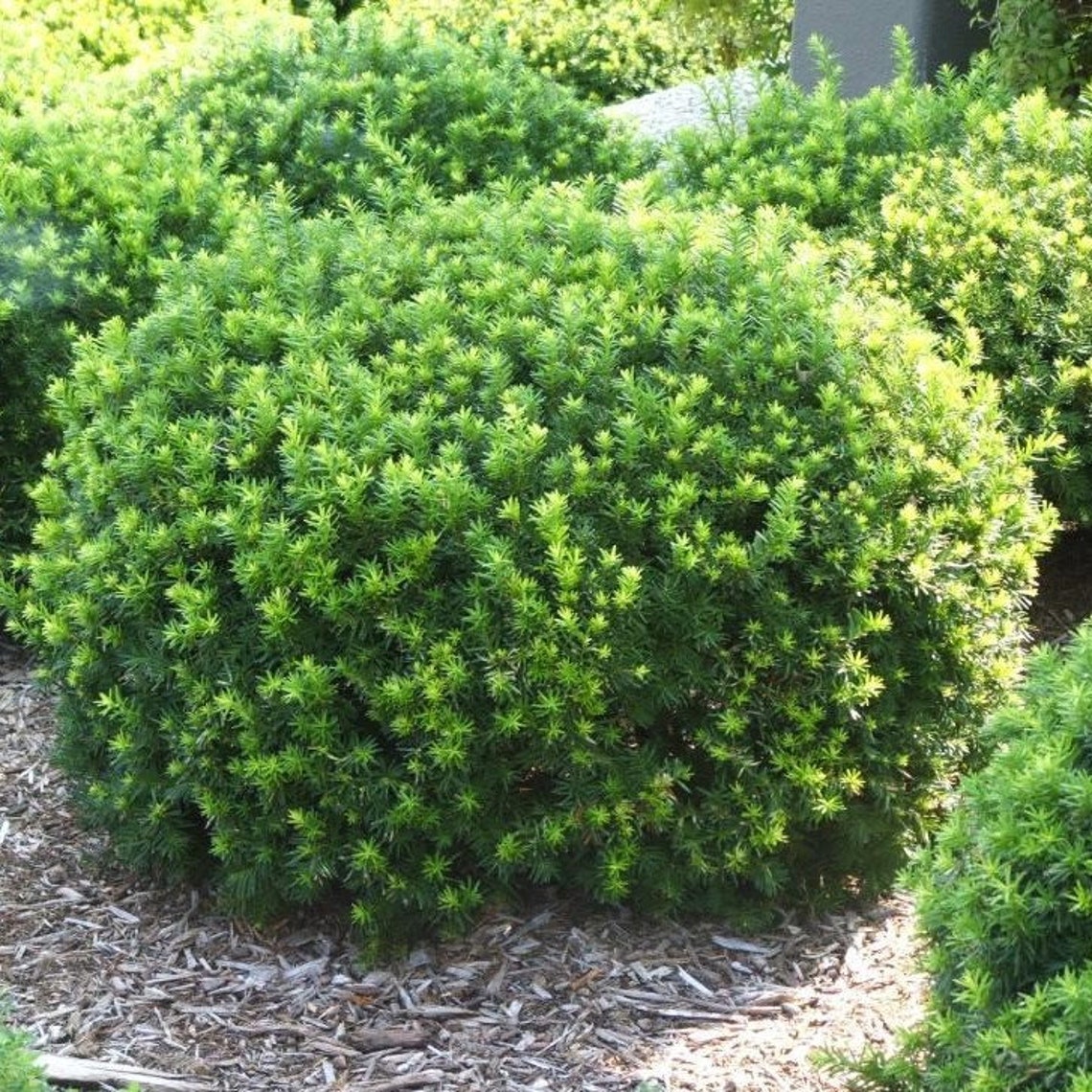 TWO- #1 Gallon Densiformis Yew Evergreen Shrub Plant - Etsy