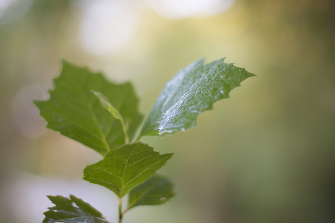 American Sycamore Tree (healthy Seedling)(platanus Occidentalis) - Etsy