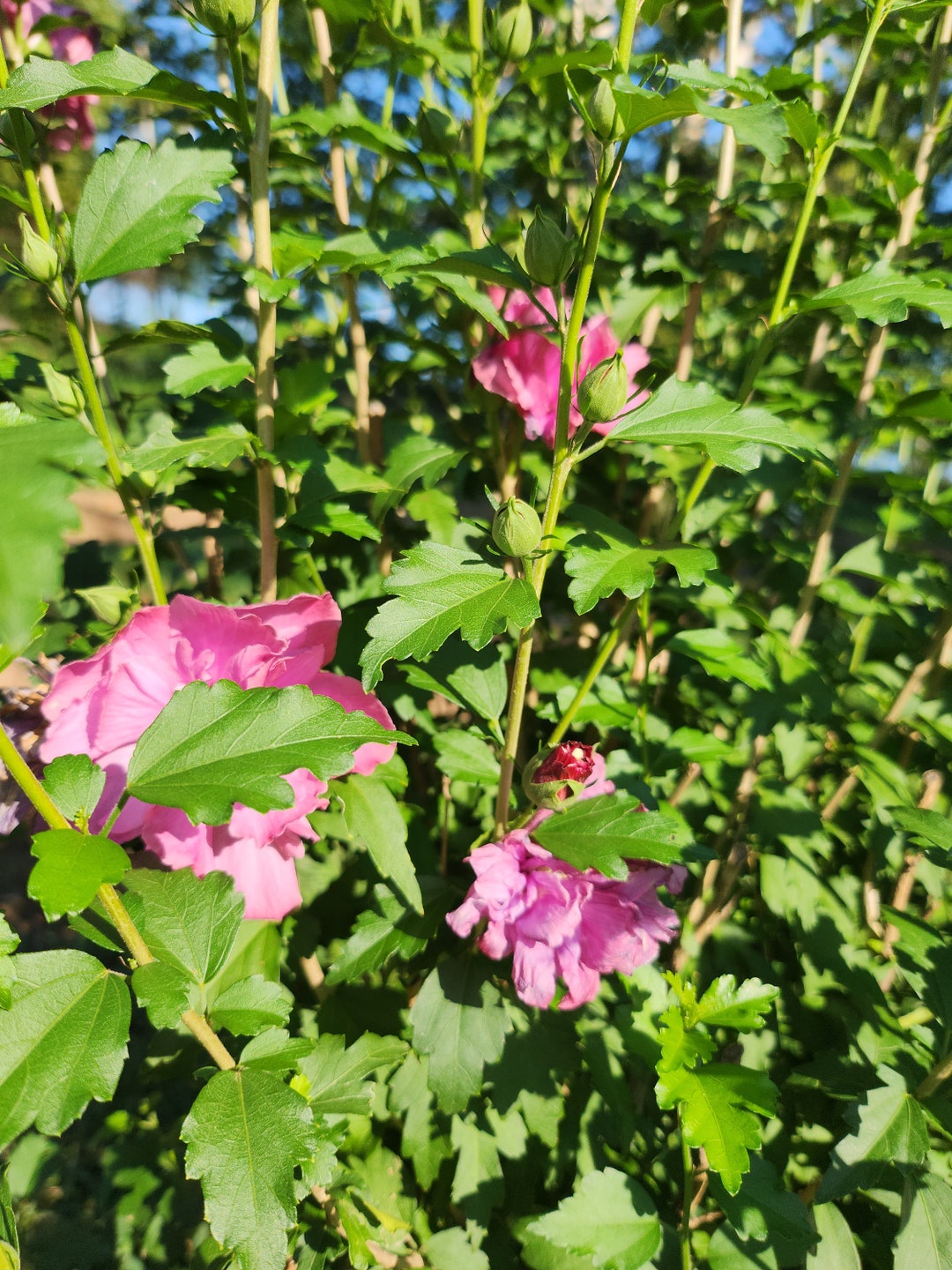 Rose of Sharon 'lucy' Plant starter Planthibiscus Syriacus 'lucy' - Etsy